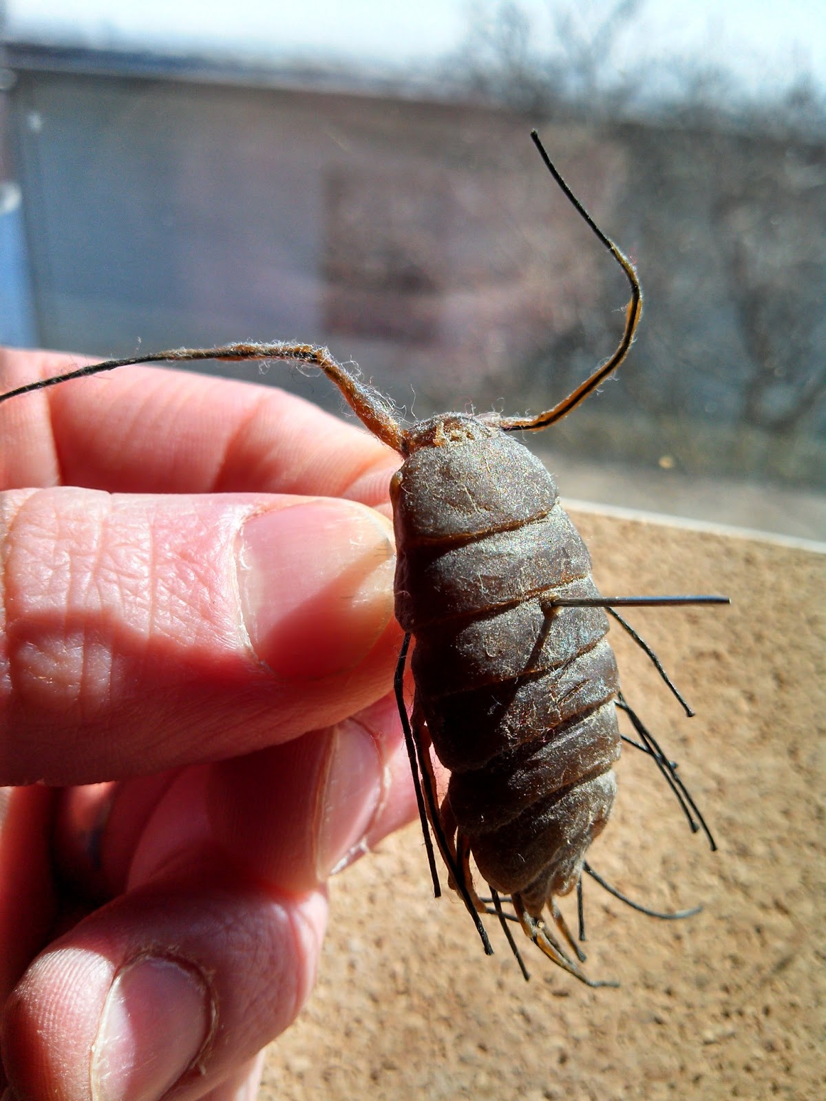 Wax bug — JJJaspersen Studios